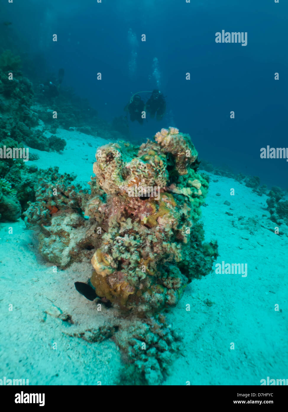 Acropora table coral hi-res stock photography and images - Alamy