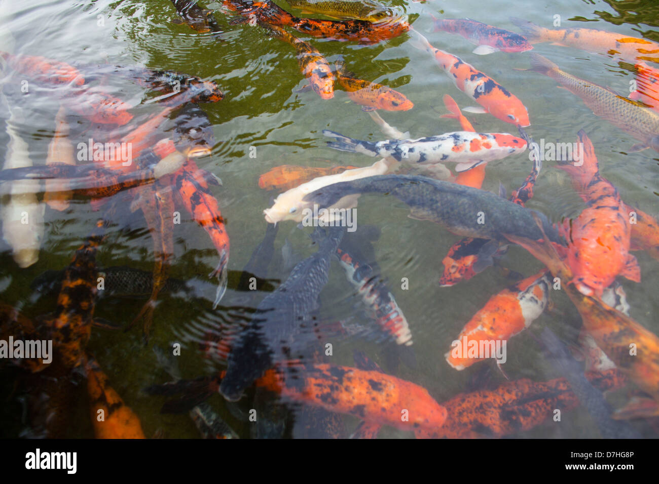 Goldfish island hi-res stock photography and images - Alamy