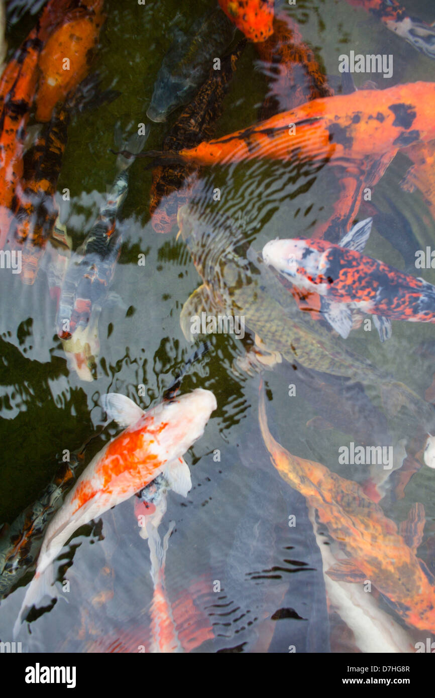 Goldfish island hi-res stock photography and images - Alamy