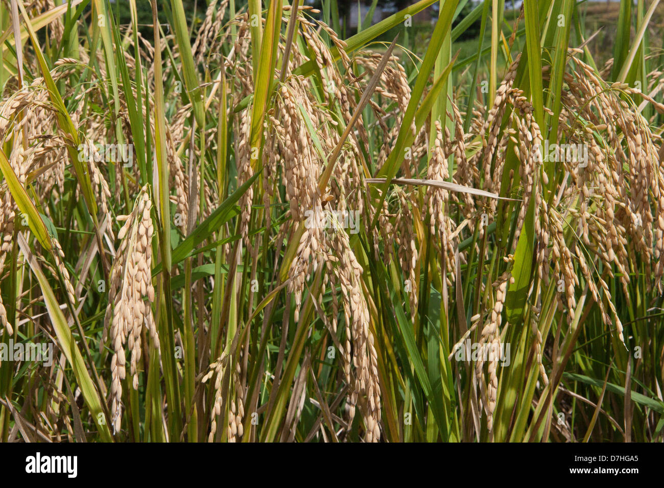 Bali farmer harvesting in rice hi-res stock photography and images - Alamy