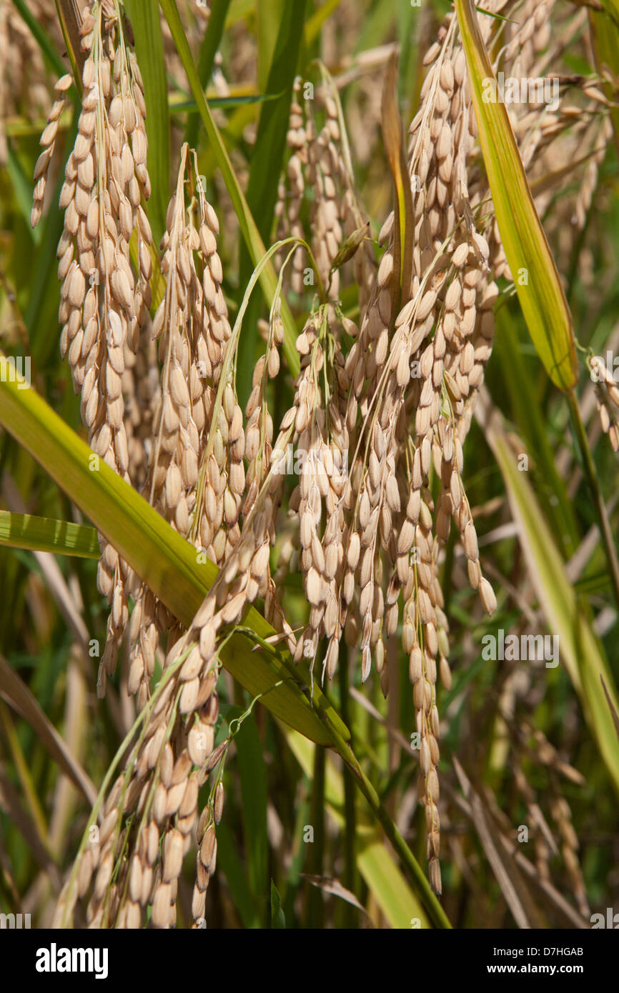 rice cultivation in Bali, Indonesia Stock Photo - Alamy