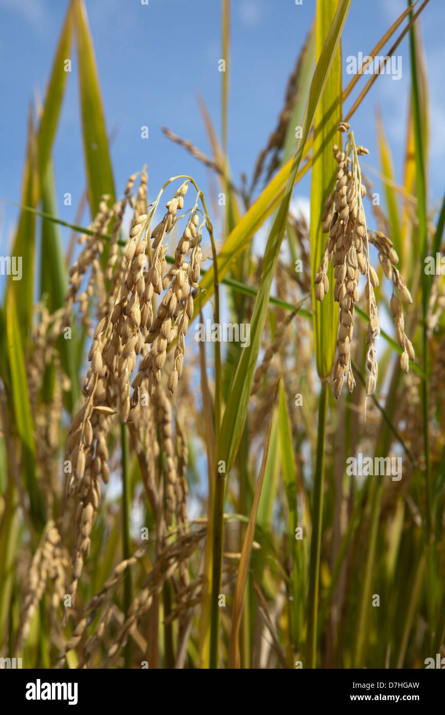 rice cultivation in Bali, Indonesia Stock Photo - Alamy