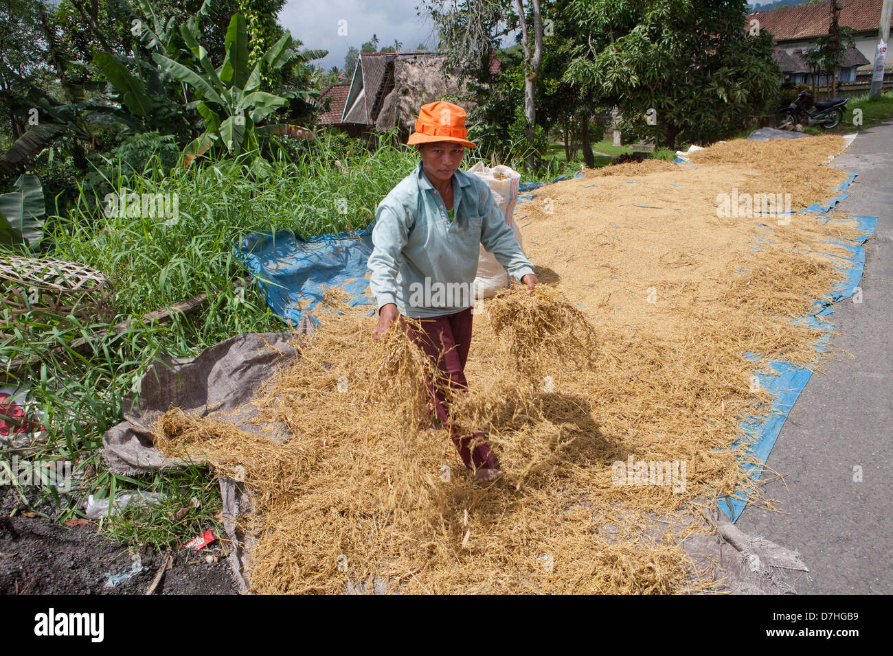 rice cultivation in Bali, Indonesia Stock Photo - Alamy