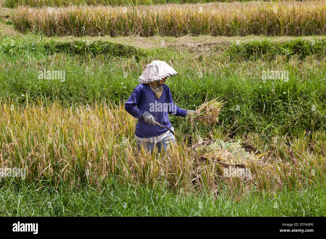 rice cultivation in Bali, Indonesia Stock Photo - Alamy