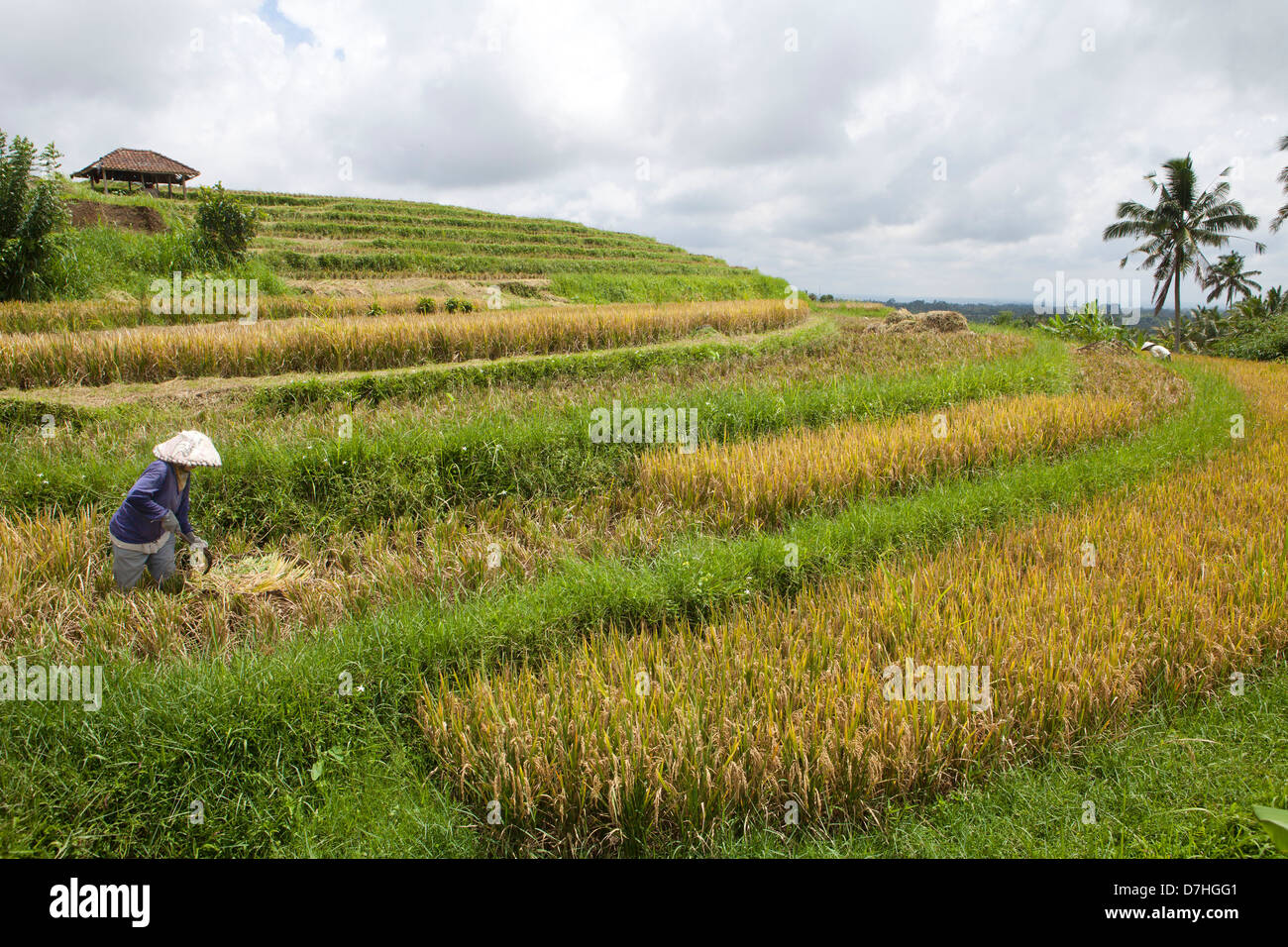 rice cultivation in Bali, Indonesia Stock Photo - Alamy
