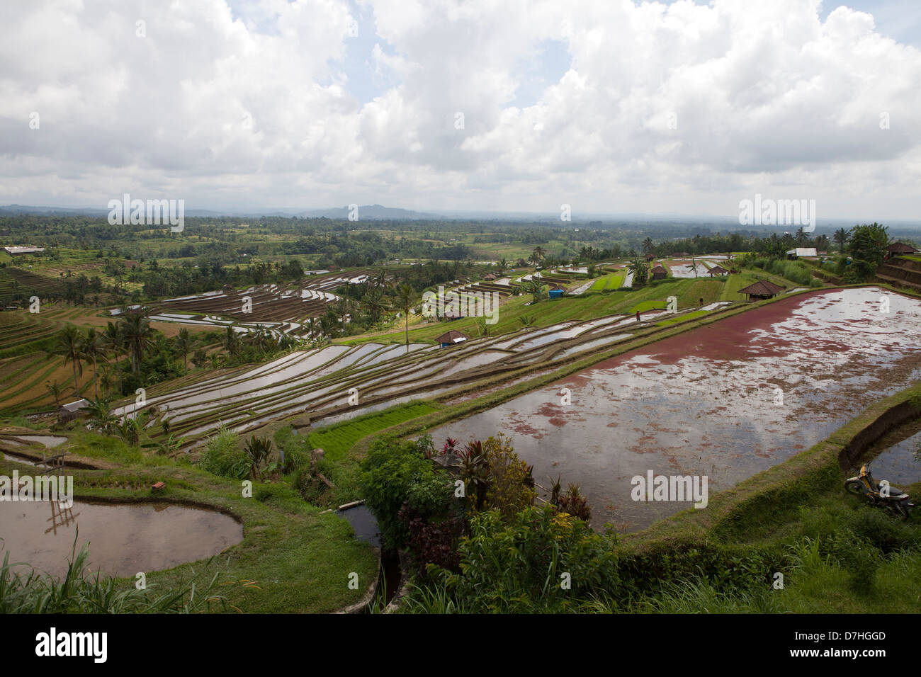 rice cultivation in Bali, Indonesia Stock Photo - Alamy