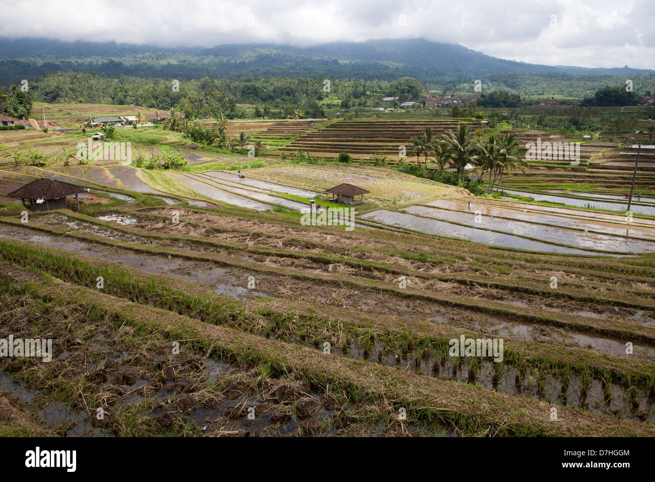 rice cultivation in Bali, Indonesia Stock Photo - Alamy