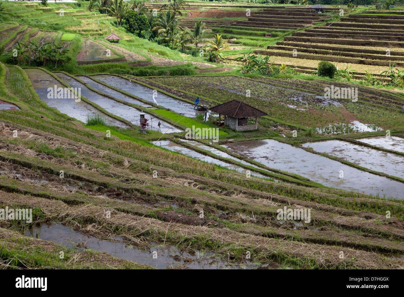 rice cultivation in Bali, Indonesia Stock Photo - Alamy