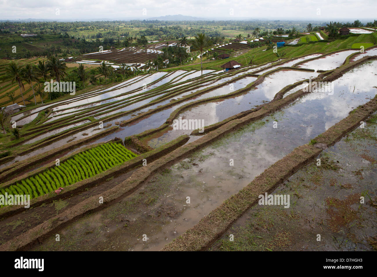 Rice Terras High Resolution Stock Photography and Images - Alamy