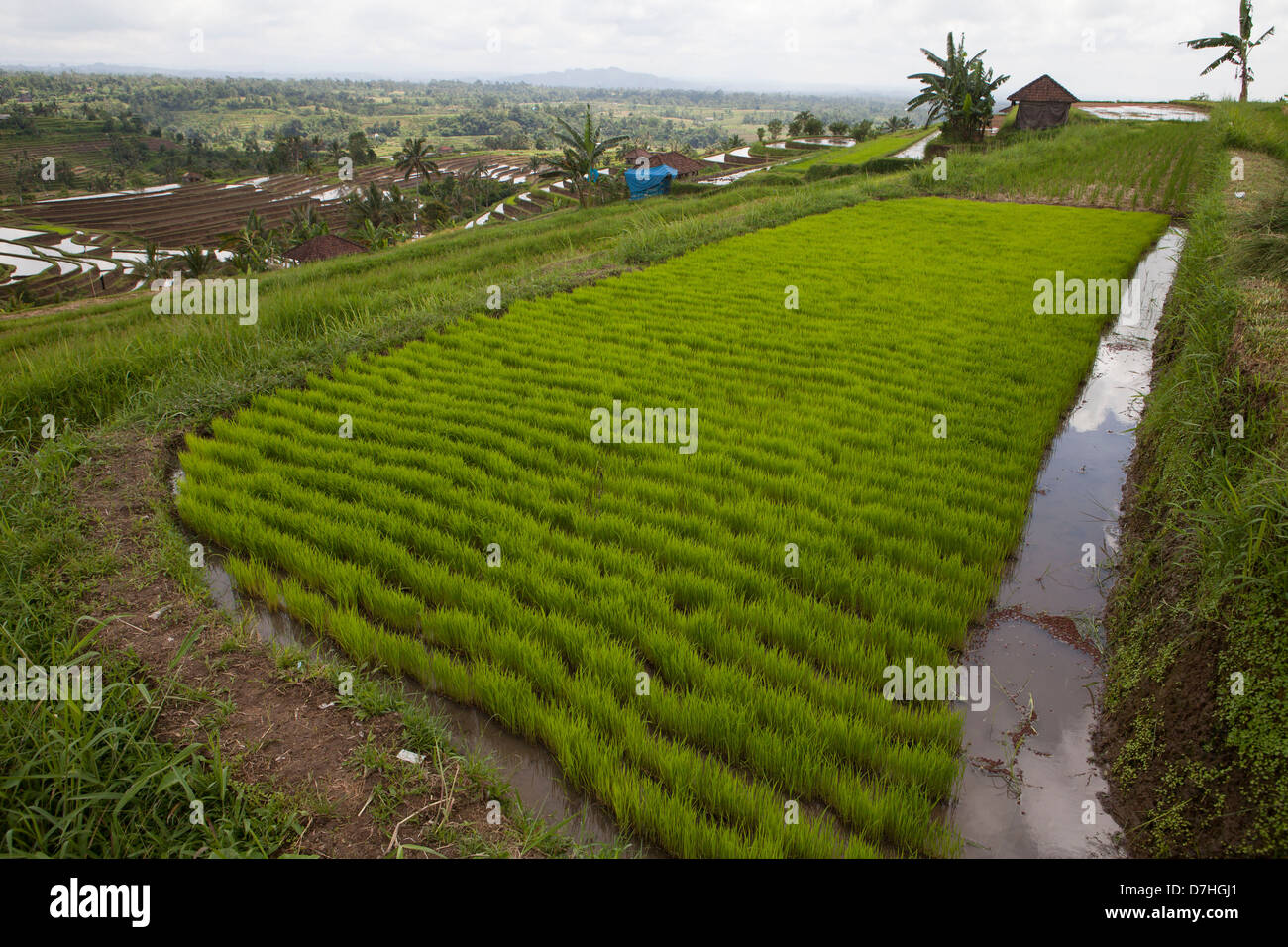rice cultivation in Bali, Indonesia Stock Photo - Alamy