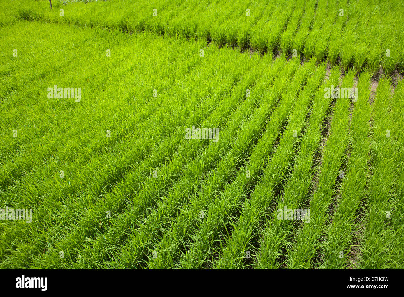 rice cultivation in Bali, Indonesia Stock Photo - Alamy