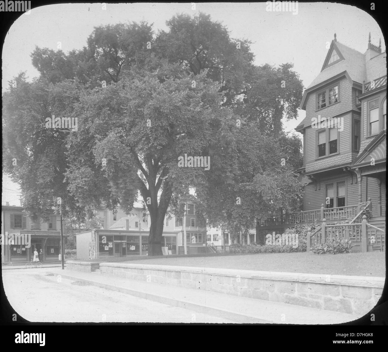 The American Elm located in Jamaica Plain, Massachusetts, is an iconic ...