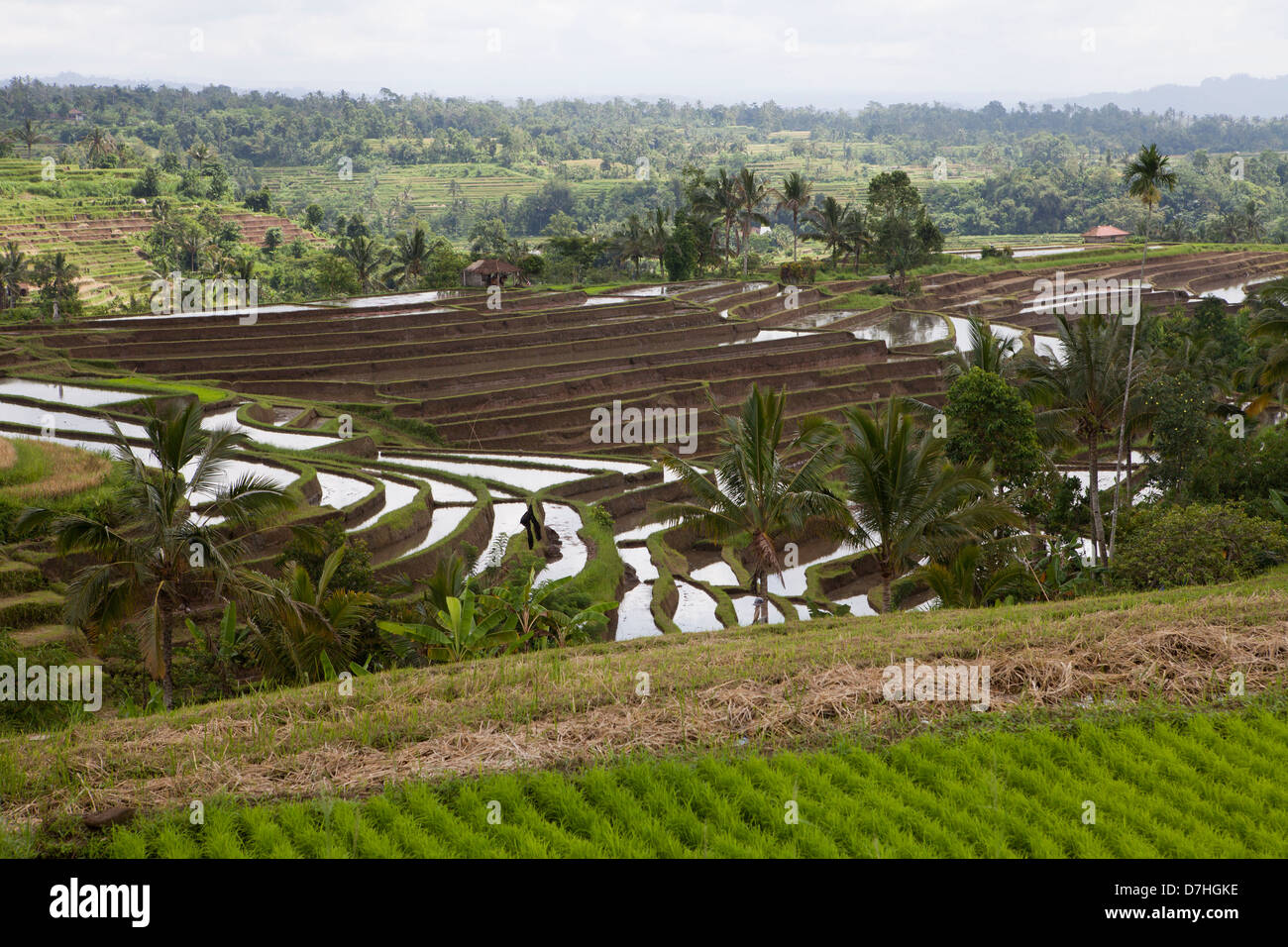 rice cultivation in Bali, Indonesia Stock Photo - Alamy