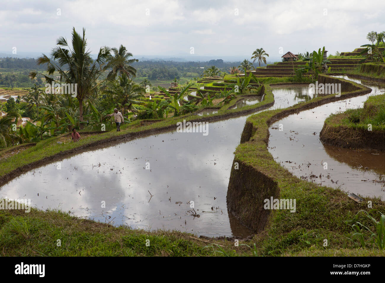rice cultivation in Bali, Indonesia Stock Photo - Alamy