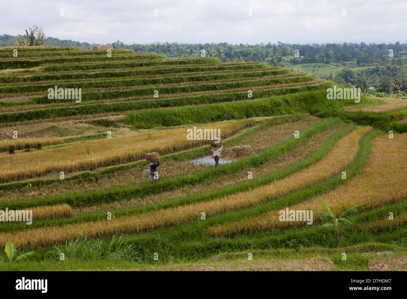 Bali farmer harvesting in rice hi-res stock photography and images - Alamy