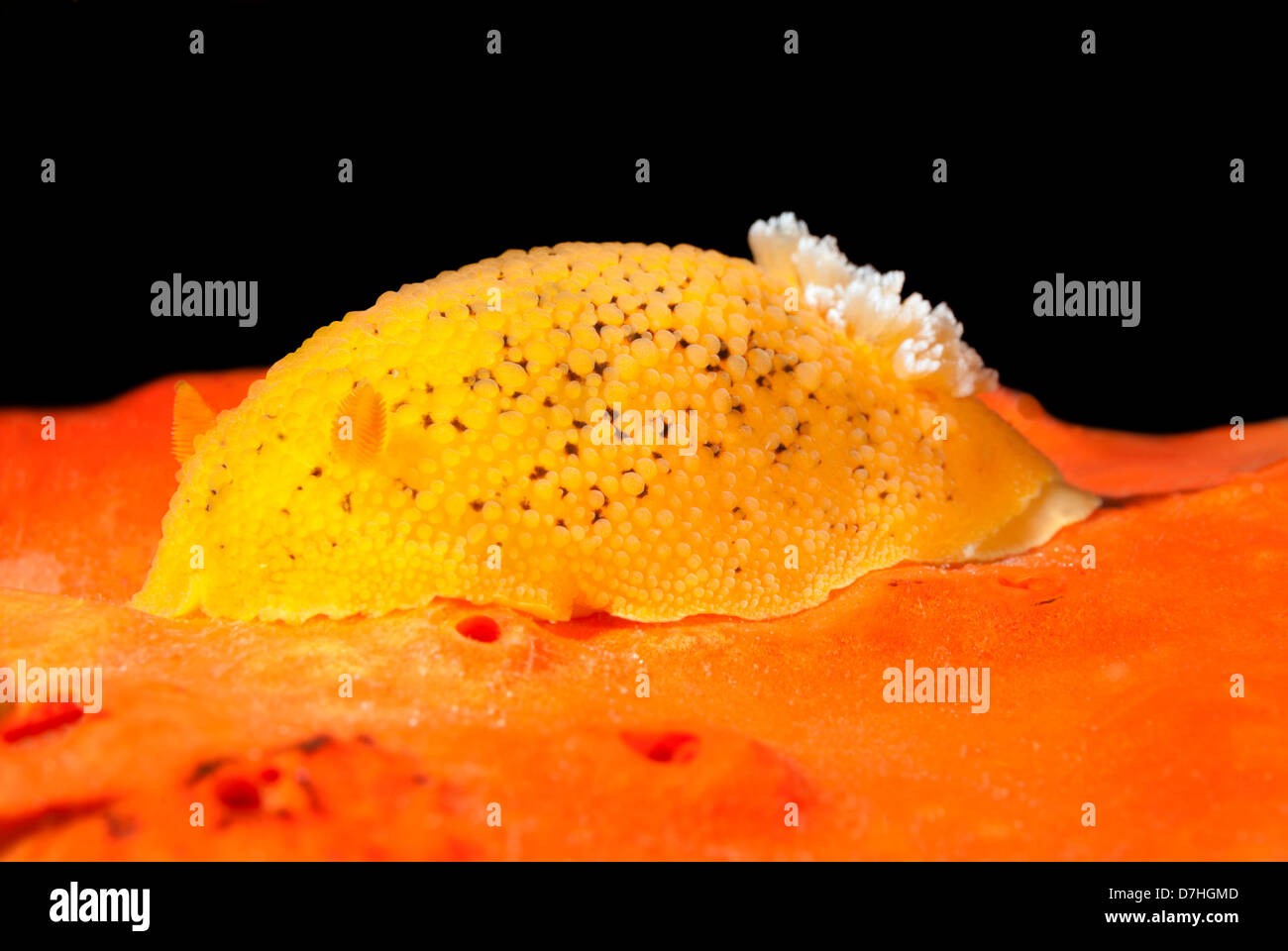 Invertebrate sponge hi-res stock photography and images - Alamy