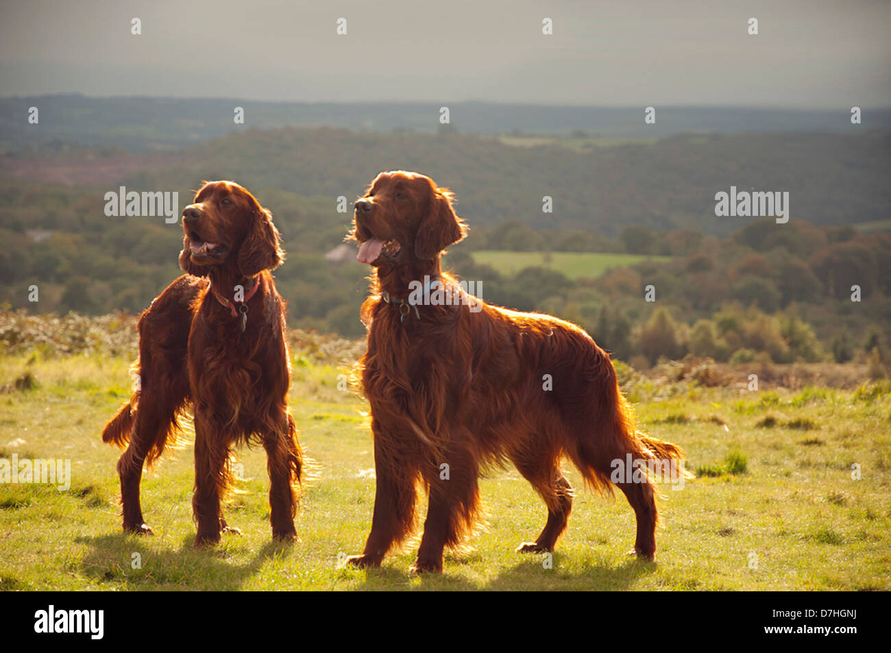 Red setters hi-res stock photography and images - Alamy