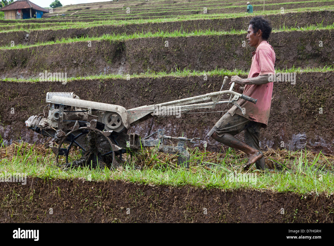 rice cultivation in Bali, Indonesia Stock Photo - Alamy