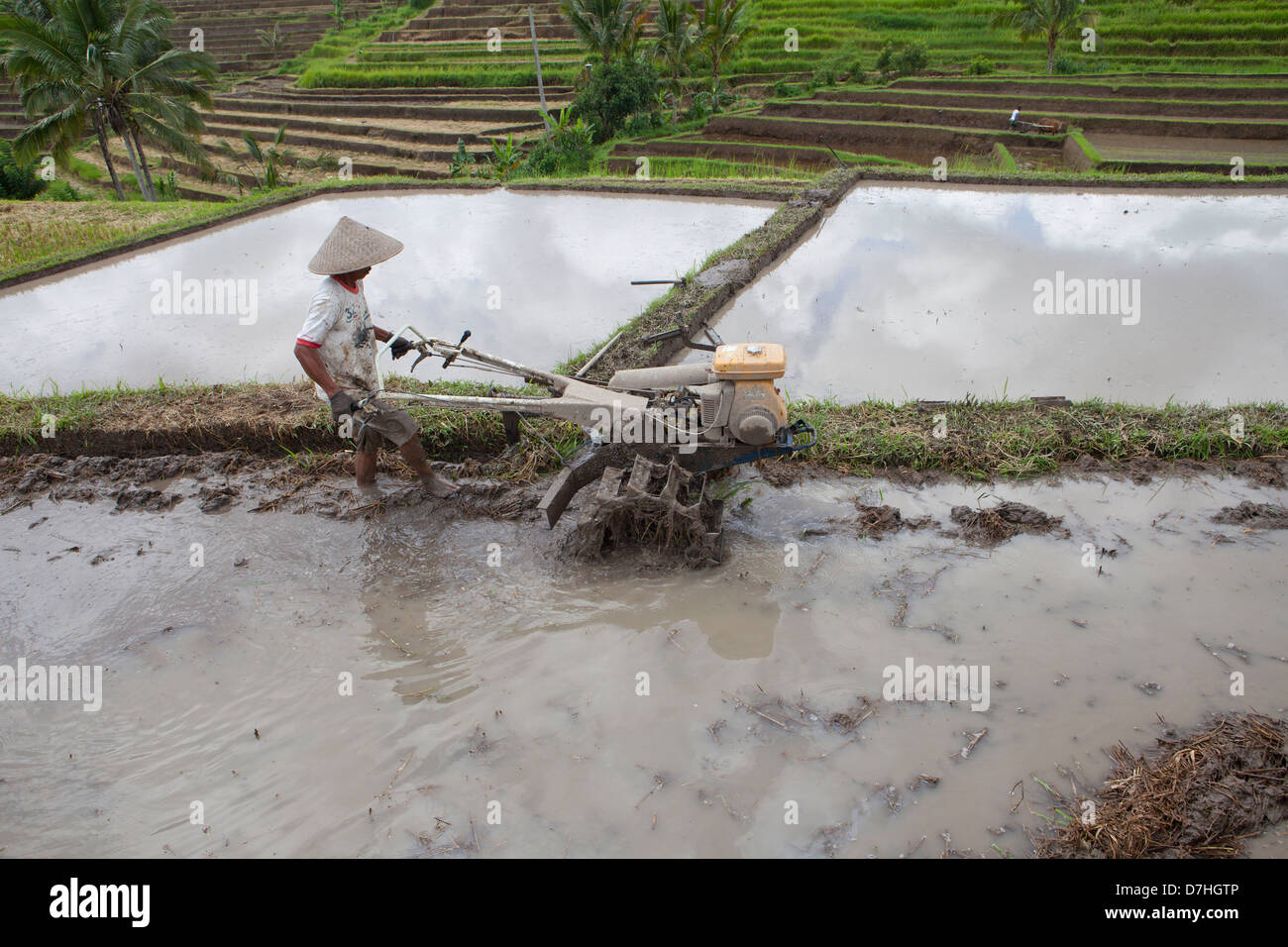 Rice cultivation land hi-res stock photography and images - Alamy