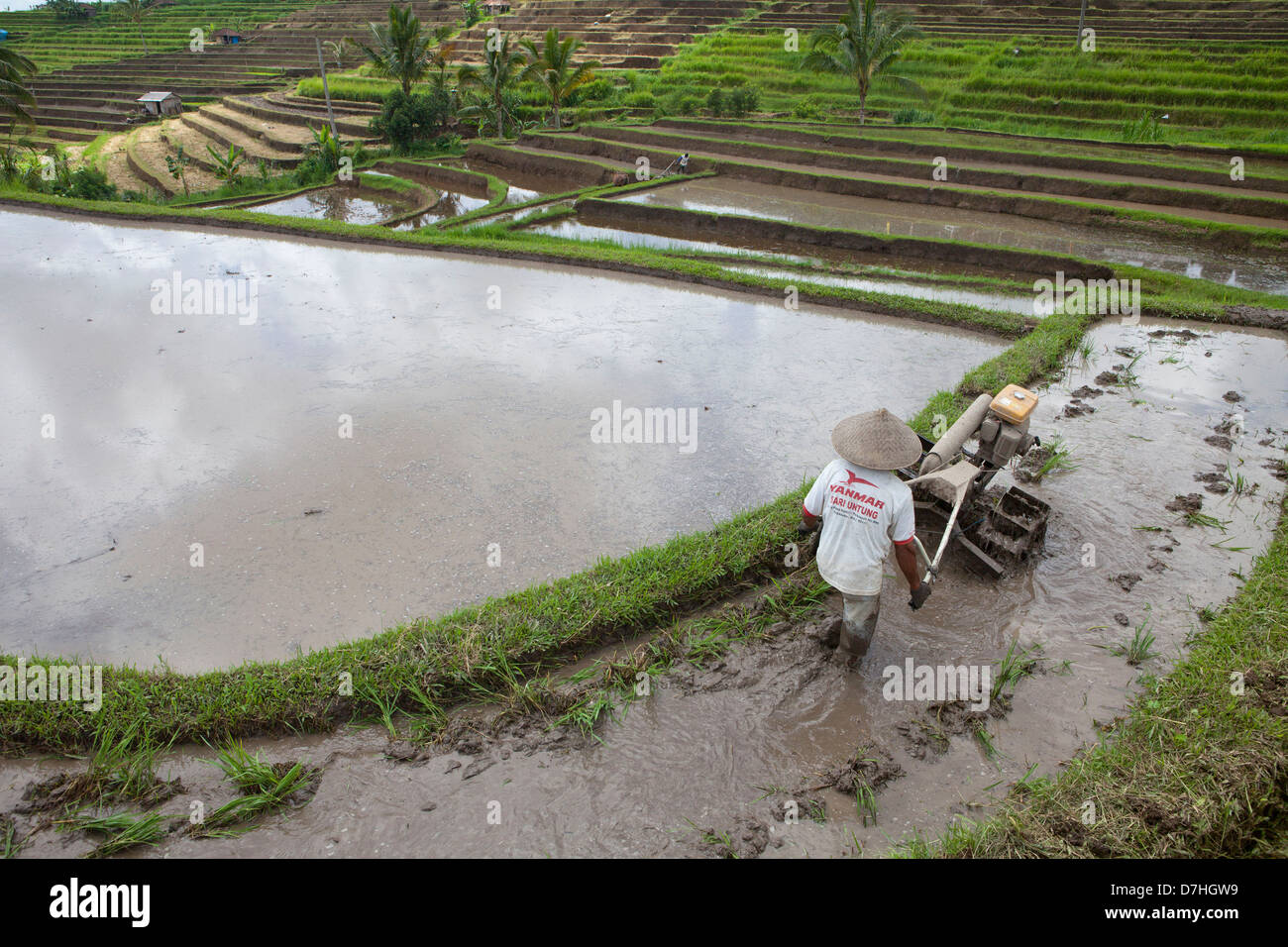 rice cultivation in Bali, Indonesia Stock Photo - Alamy