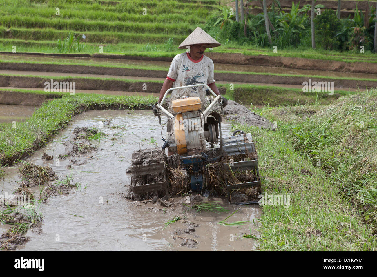 Rice cultivation land hi-res stock photography and images - Alamy
