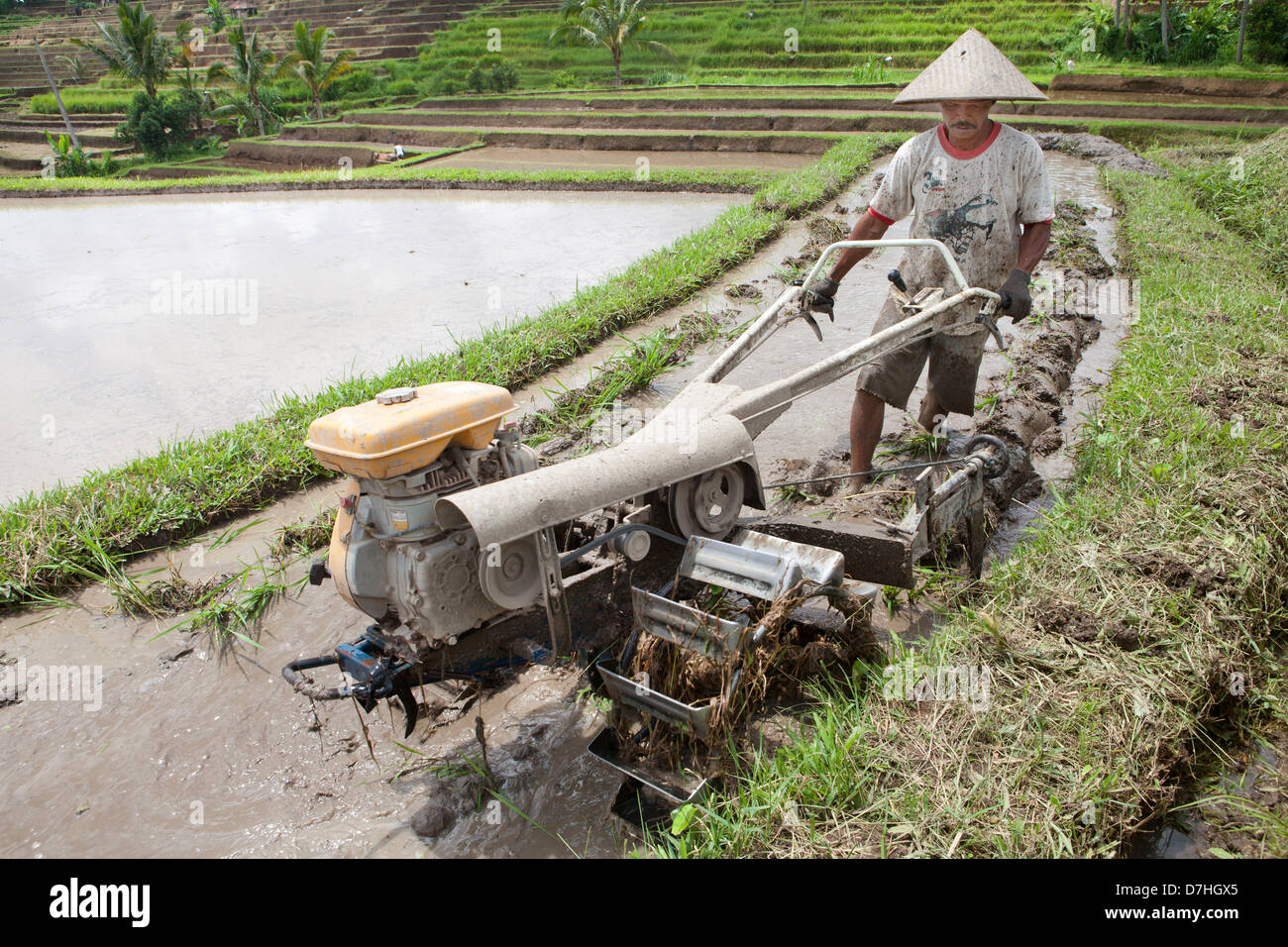 rice cultivation in Bali, Indonesia Stock Photo - Alamy