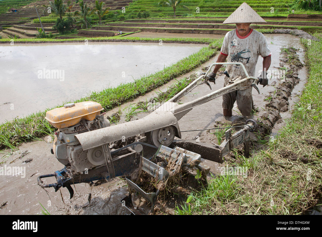 rice cultivation in Bali, Indonesia Stock Photo - Alamy