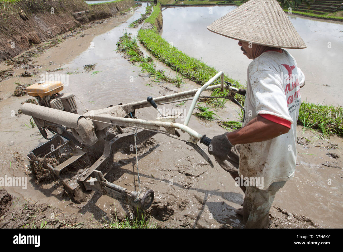 Rice terras hi-res stock photography and images - Alamy