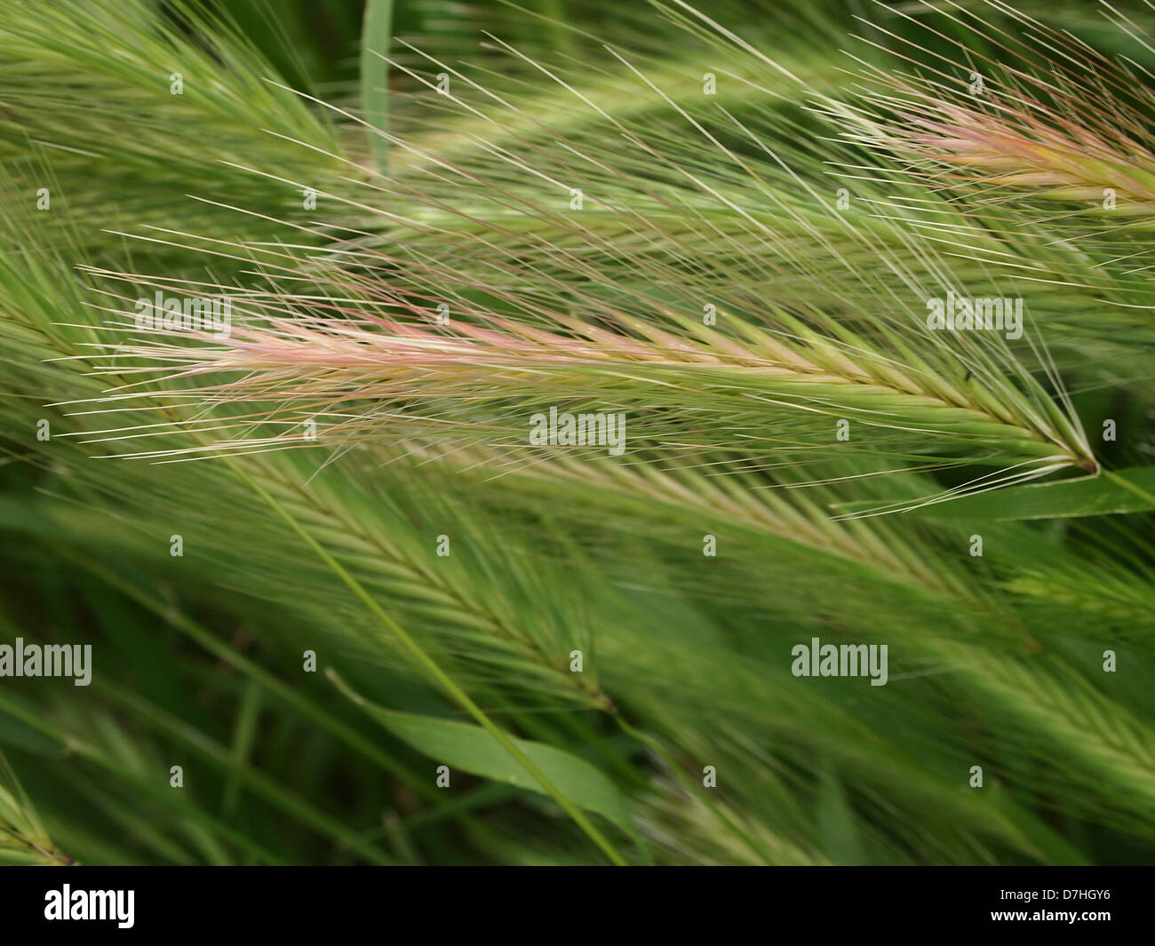 Nice wheat ears in a field Stock Photo - Alamy