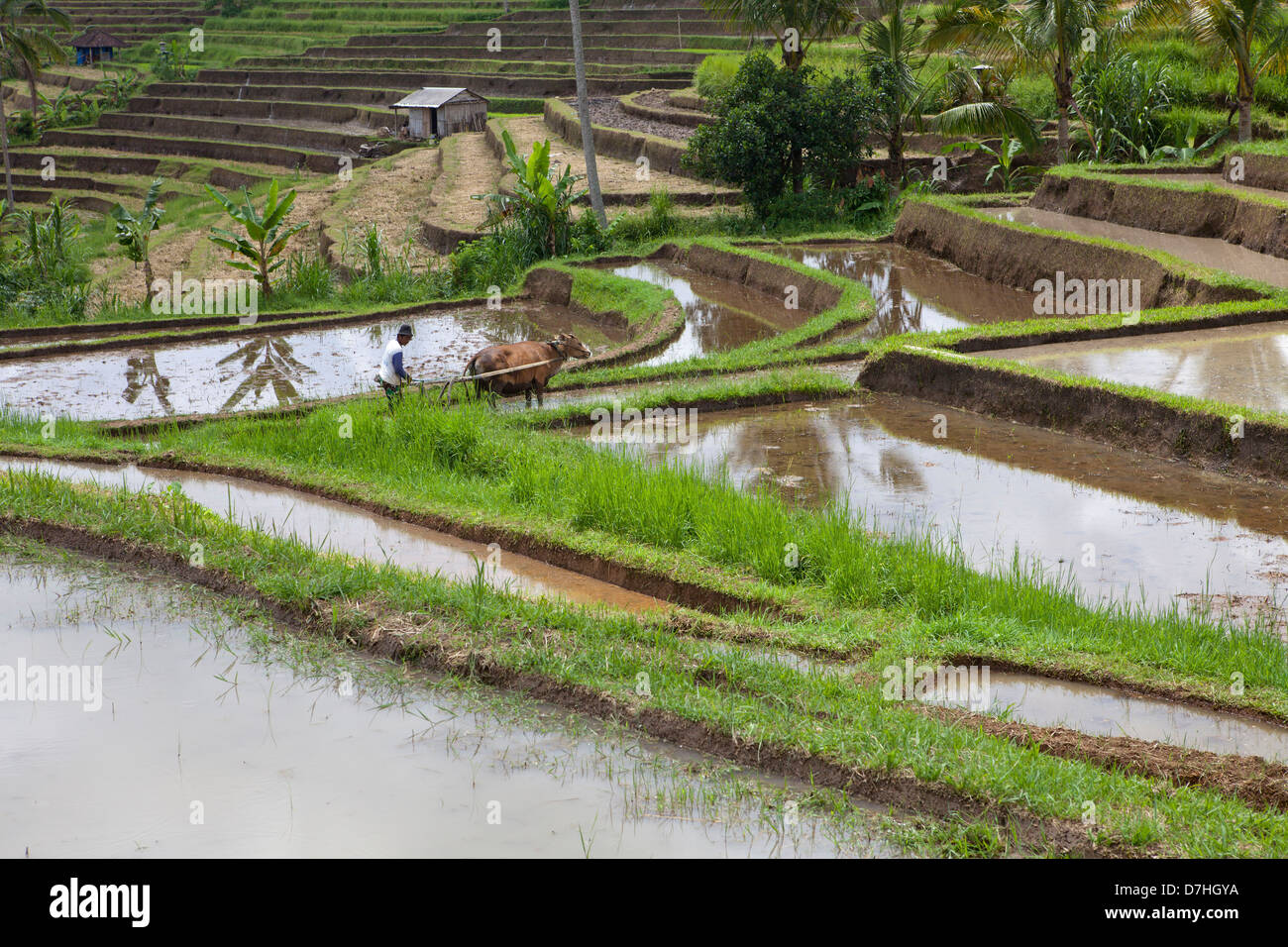 Cultivation animal hi-res stock photography and images - Alamy
