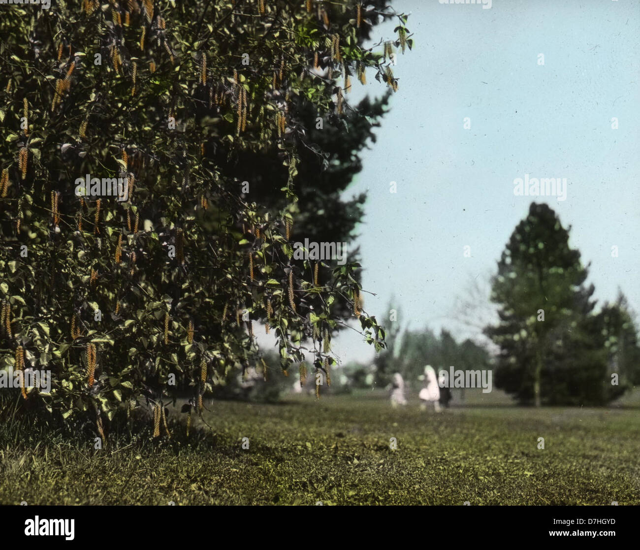 This image from 1930 depicts a Betula alba, commonly known as the white ...