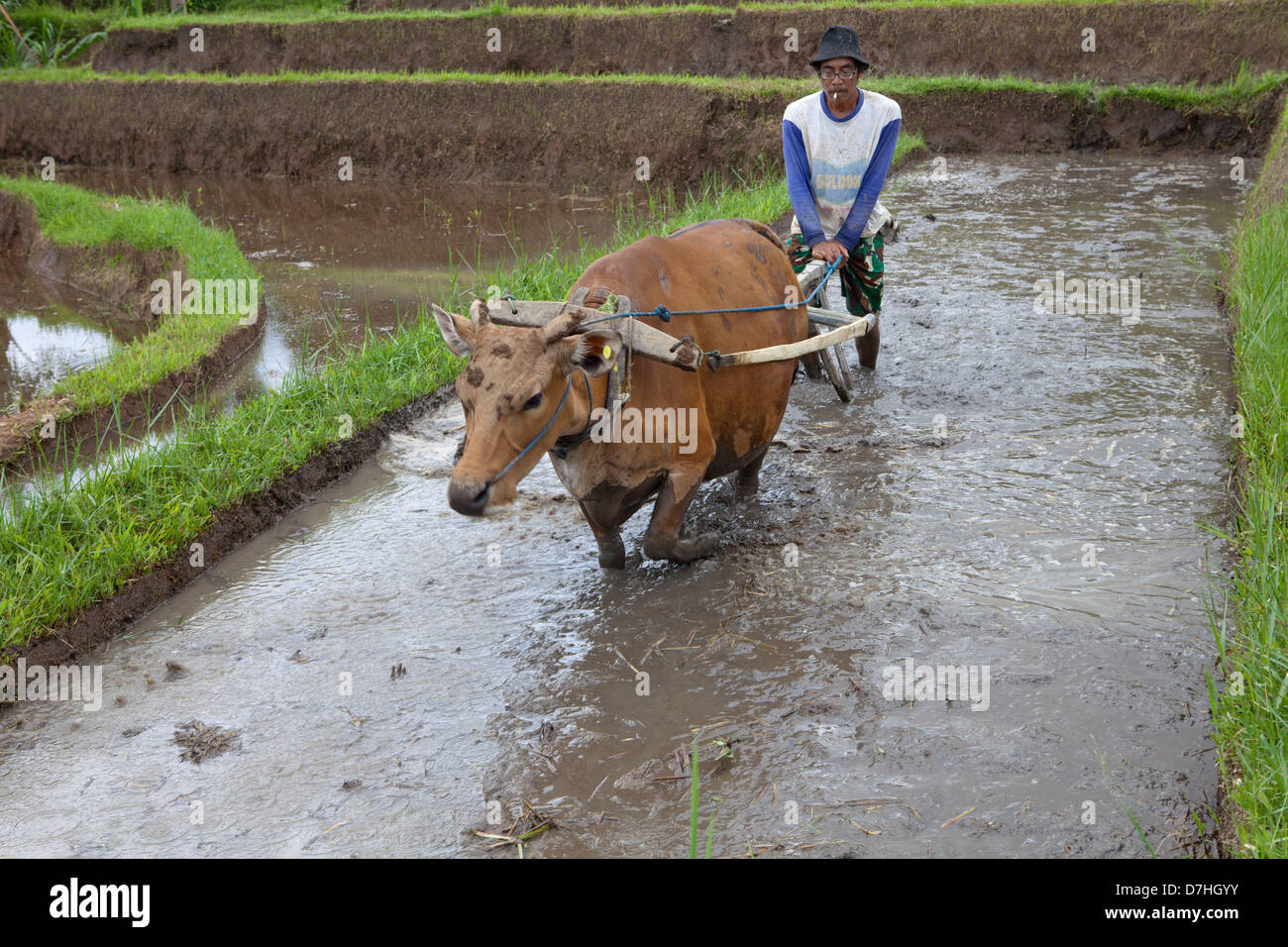 rice cultivation in Bali, Indonesia Stock Photo - Alamy