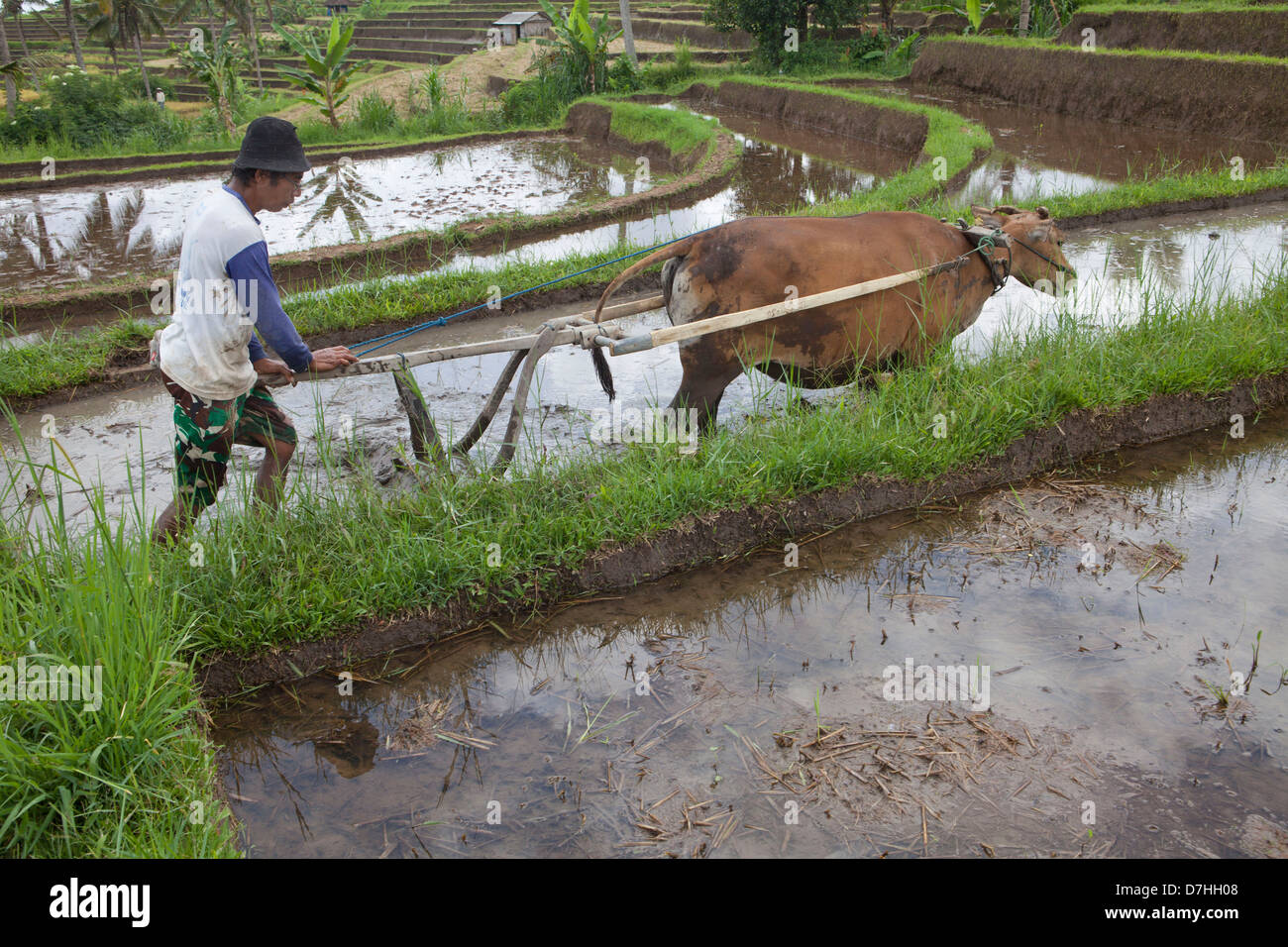 rice cultivation in Bali, Indonesia Stock Photo - Alamy
