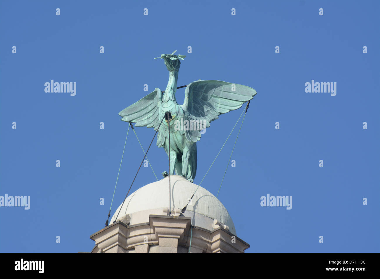 Liver bird hi-res stock photography and images - Alamy