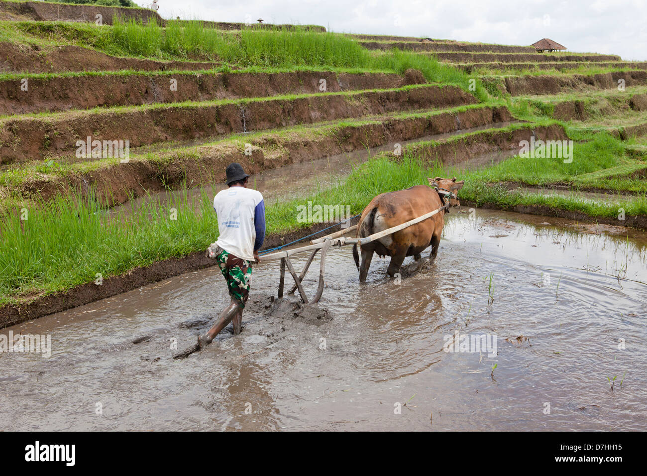 rice cultivation in Bali, Indonesia Stock Photo - Alamy