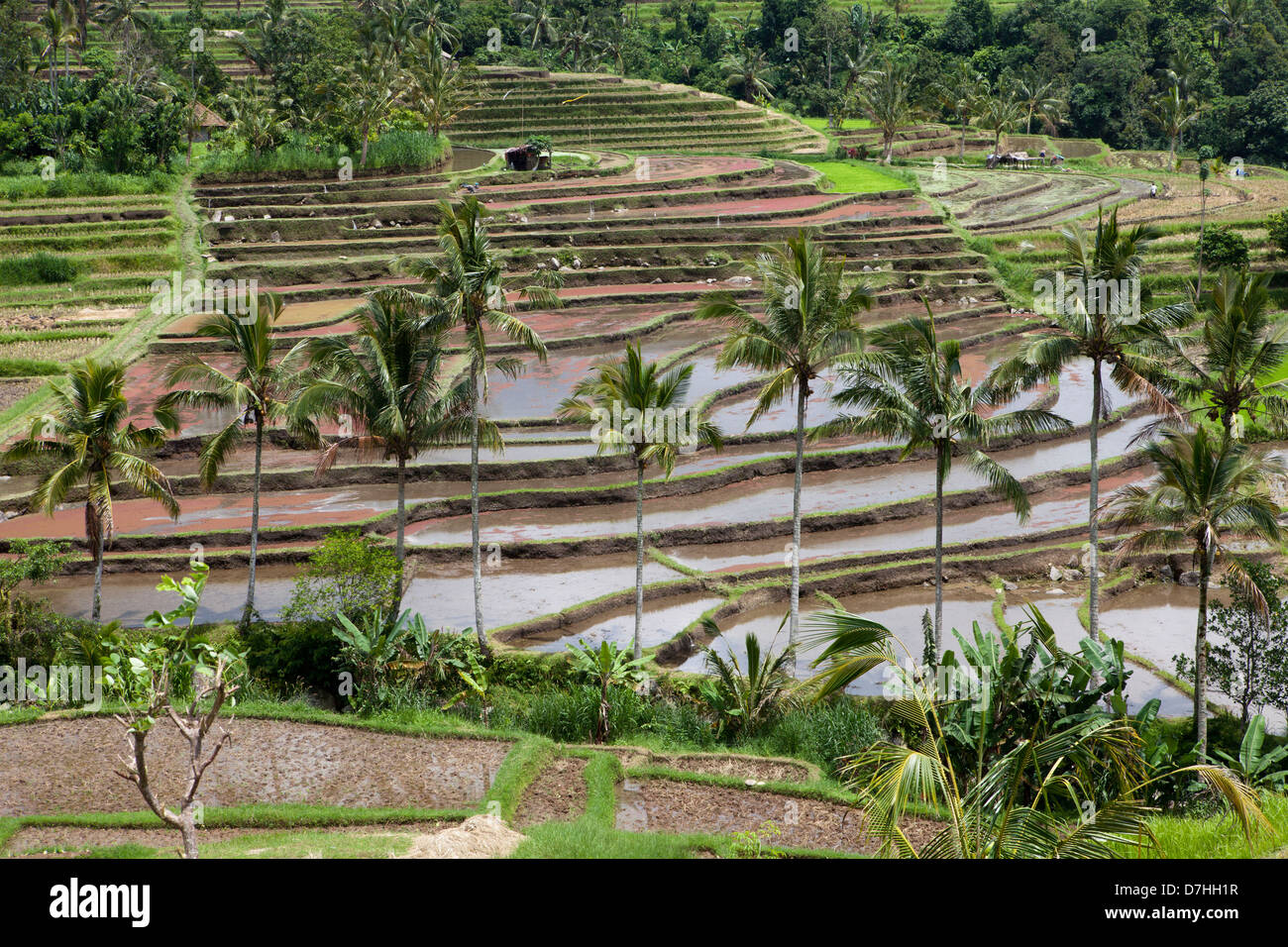 Cultivation of rice plants hi-res stock photography and images - Alamy