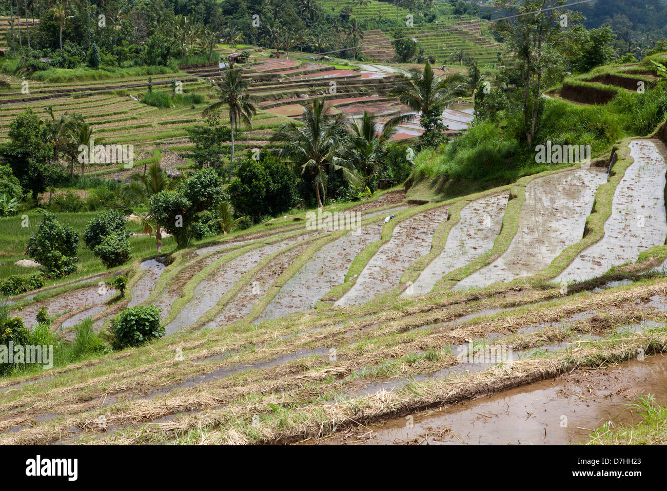 Rice terras hi-res stock photography and images - Alamy