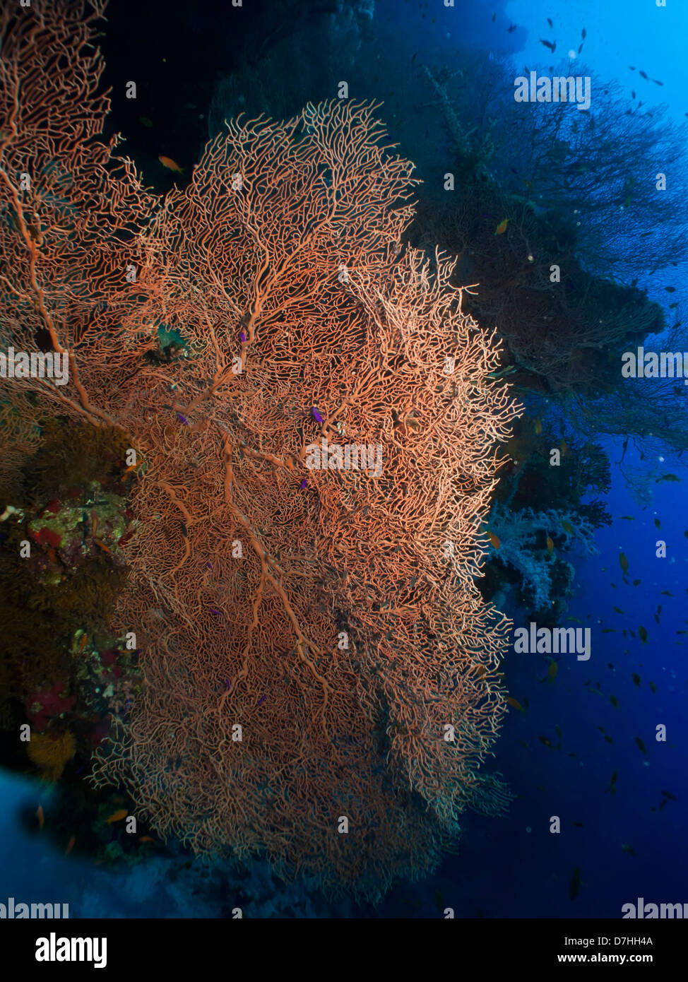 Sea fan coral Stock Photo - Alamy