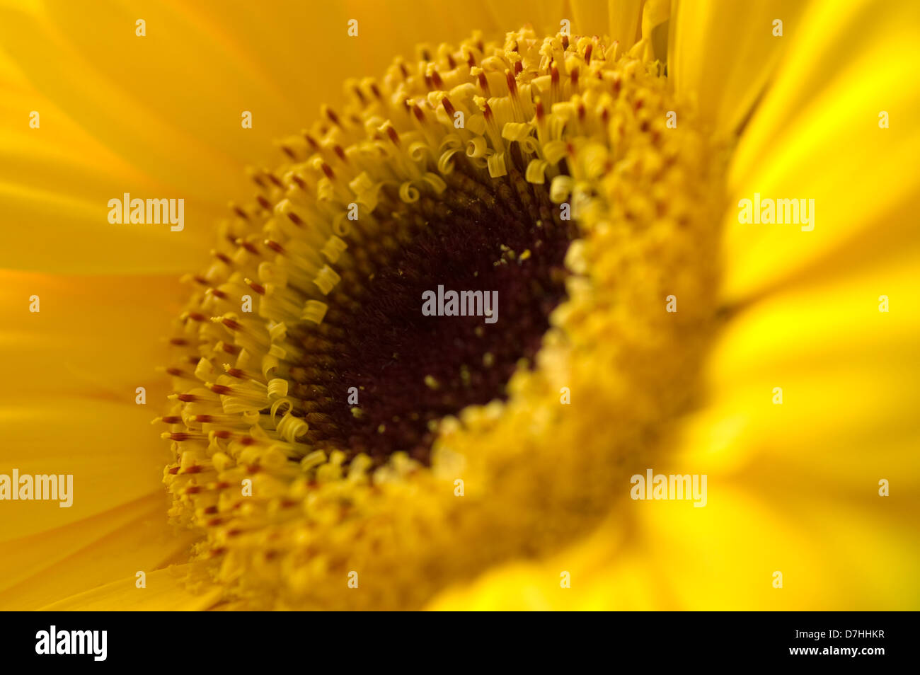 Landscape gerbera hi-res stock photography and images - Alamy