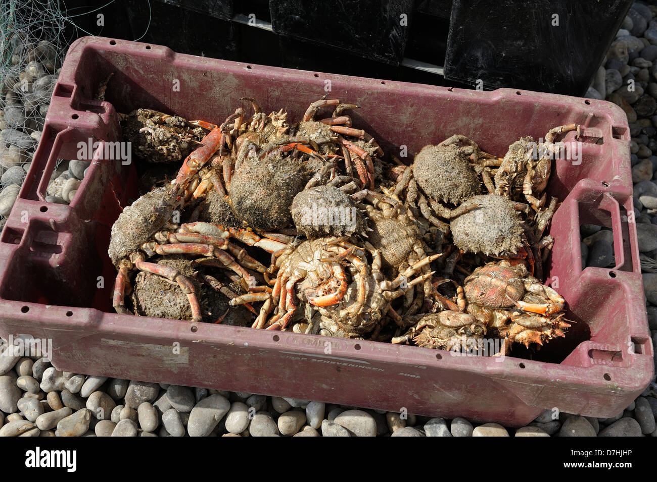 plastic tote box of crabs england uk Stock Photo - Alamy