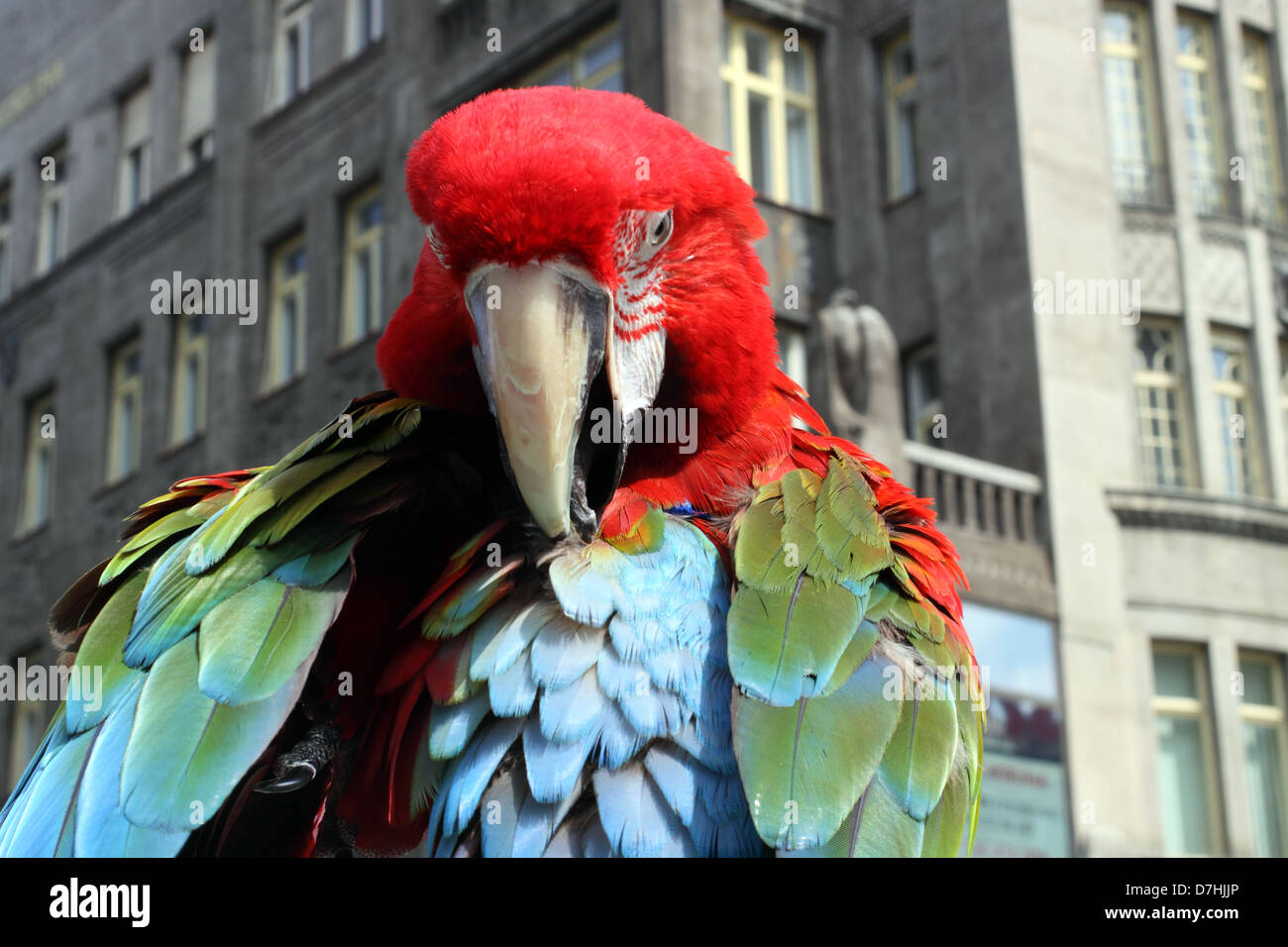 Green wing macaws hi-res stock photography and images - Alamy