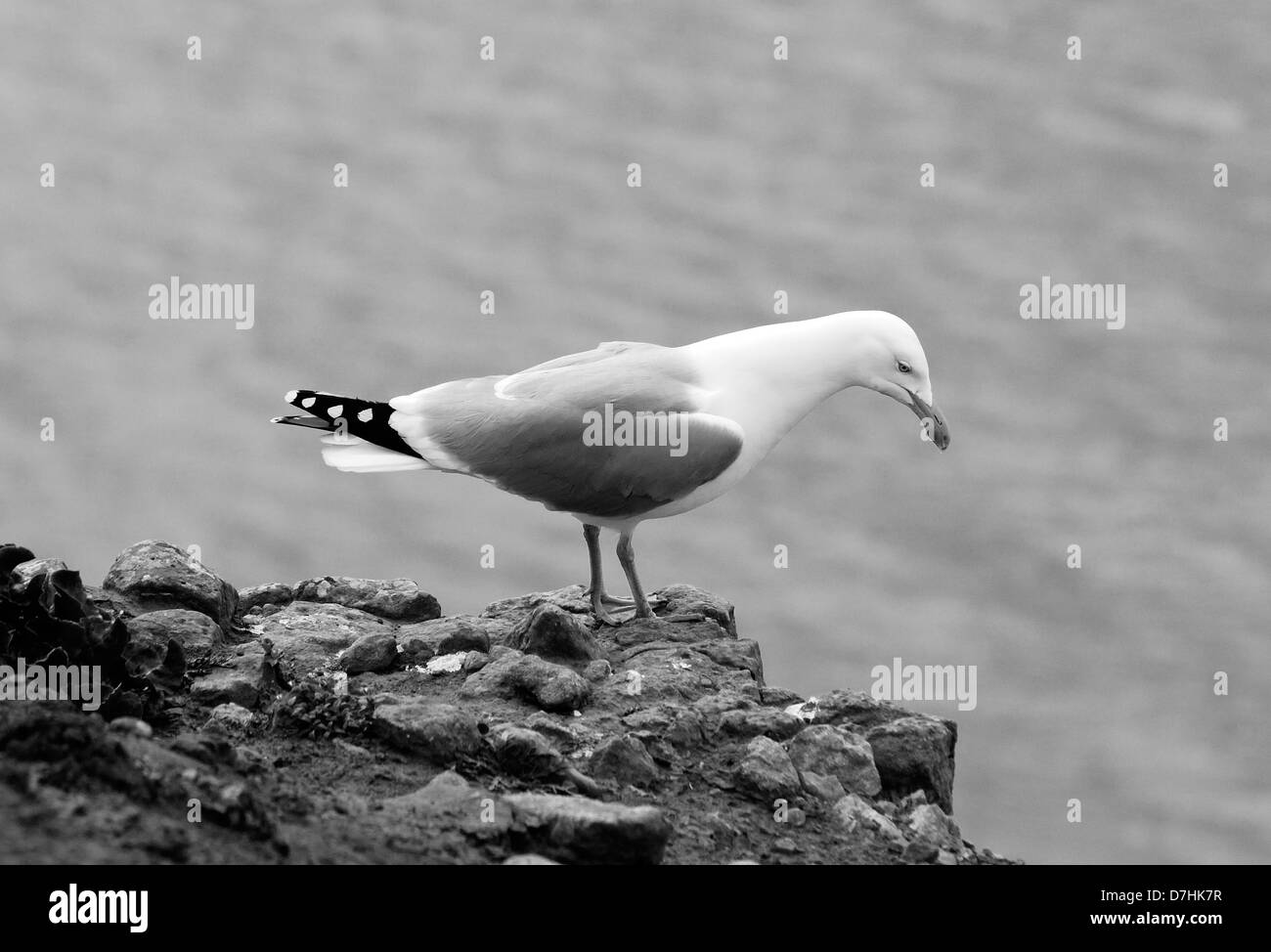 Cliff edge uk Black and White Stock Photos & Images - Alamy