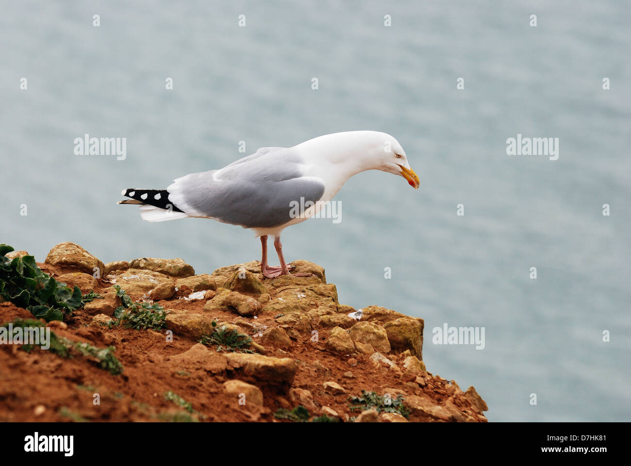 seagull perched on a cliff england uk Stock Photo - Alamy