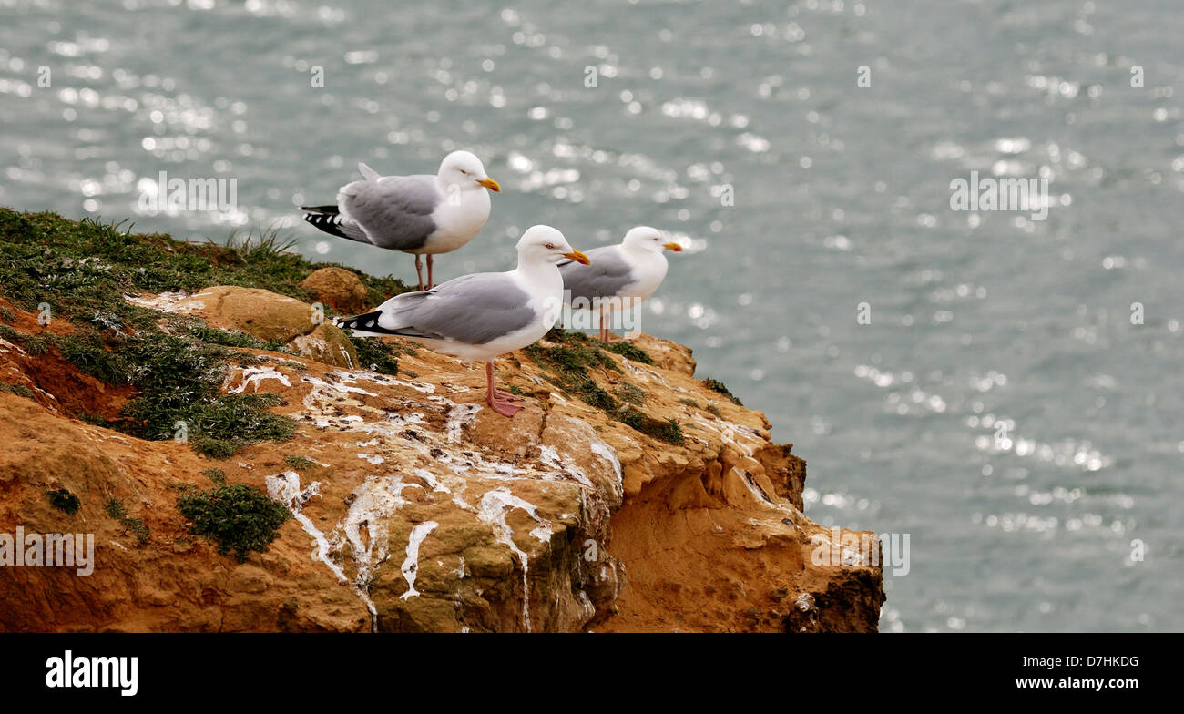 Seagull Droppings Stock Photos & Seagull Droppings Stock Images - Alamy