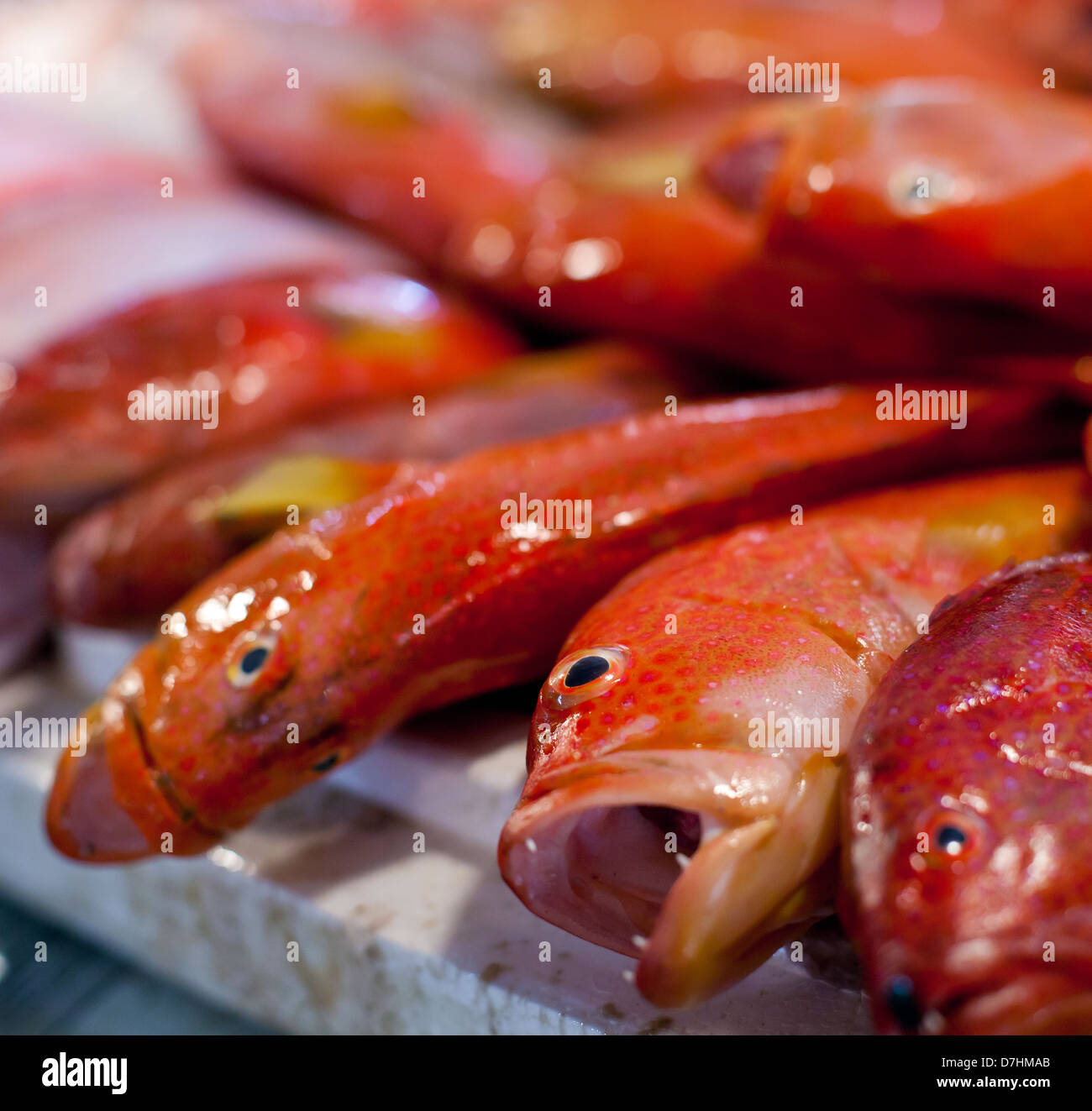 Lapu lapu fish hi-res stock photography and images - Alamy