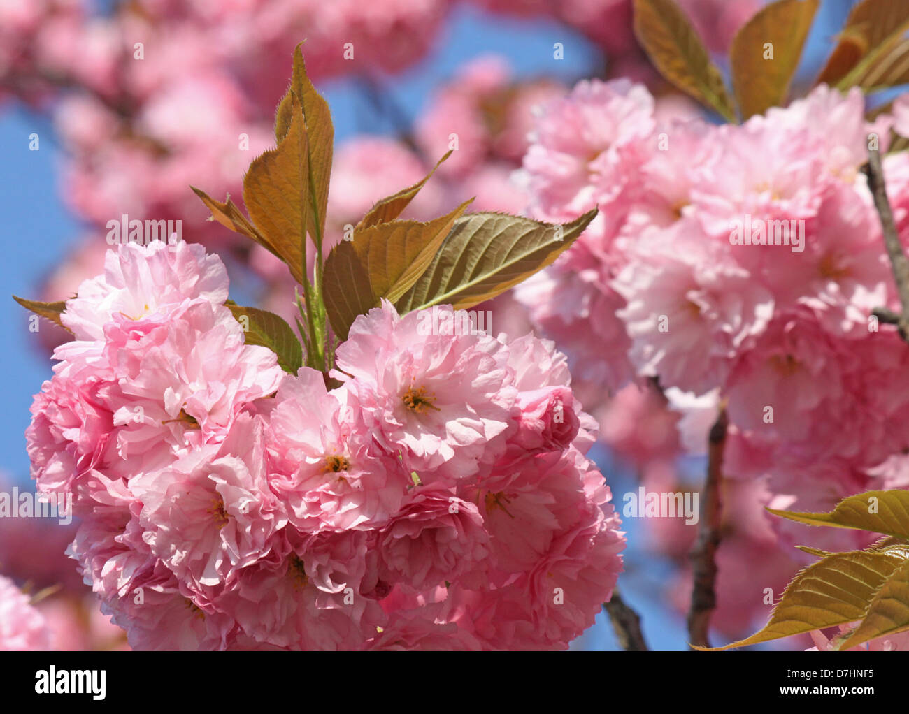 Close up cherry tree hi-res stock photography and images - Alamy