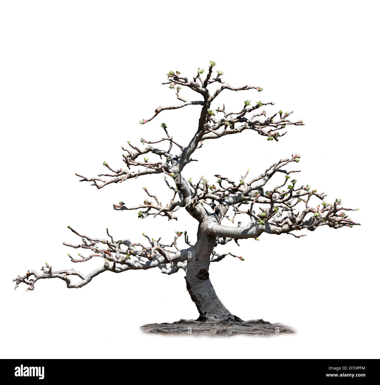 Apple tree branch in bloom Cut Out Stock Images & Pictures - Alamy