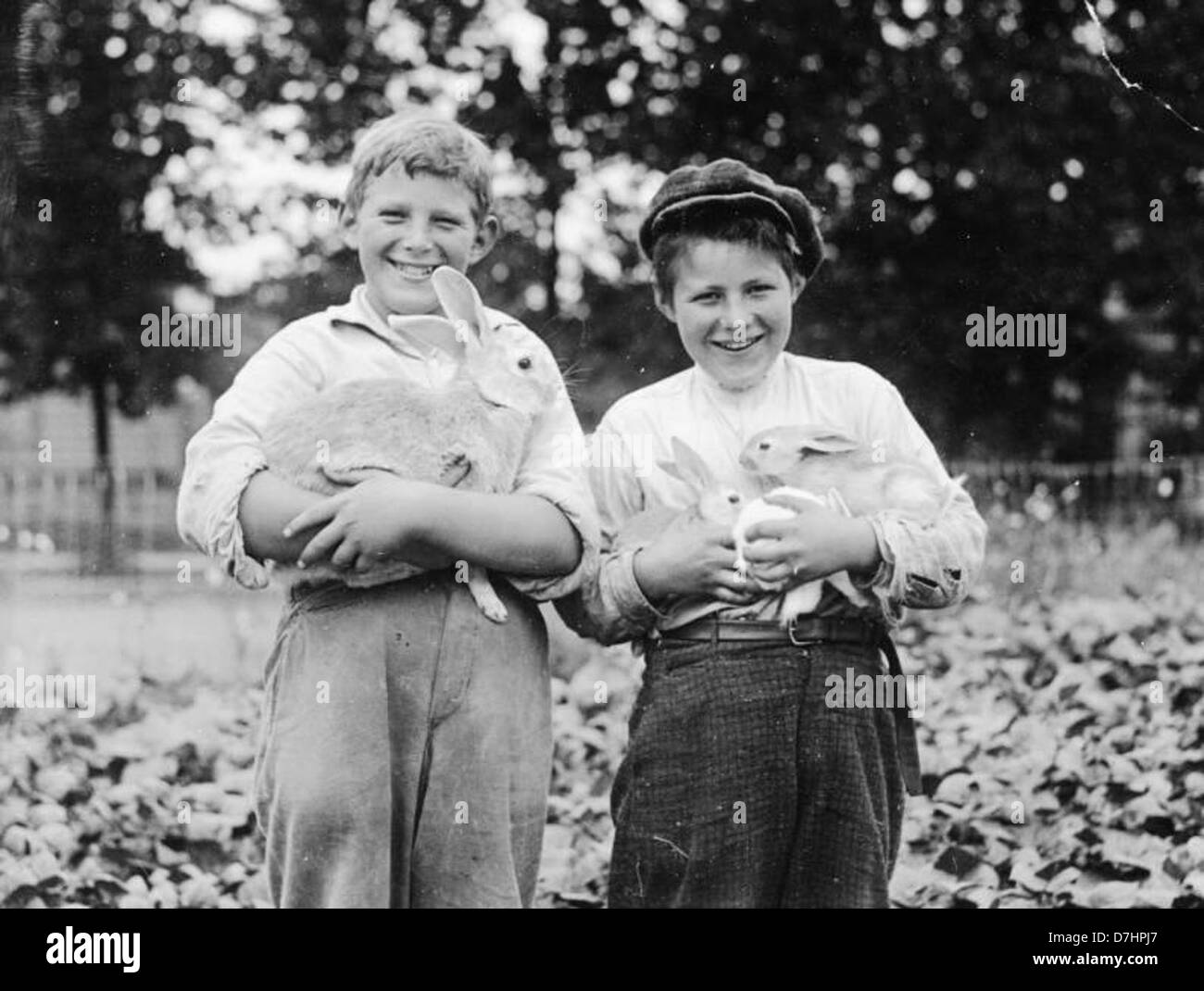 Couple of Portland 4-H Rabbit club boys Stock Photo - Alamy