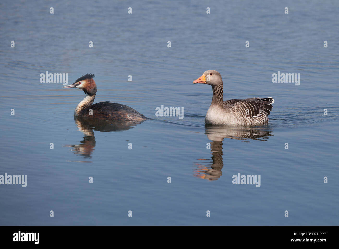 Great Crested Grebe and Greylag Goose Stock Photo - Alamy