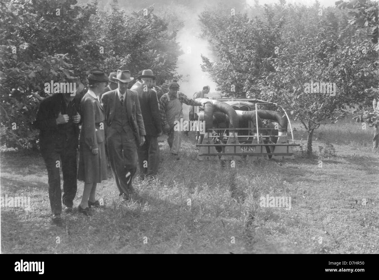 This 1943 photograph depicts the demonstration of a filbert harvester ...